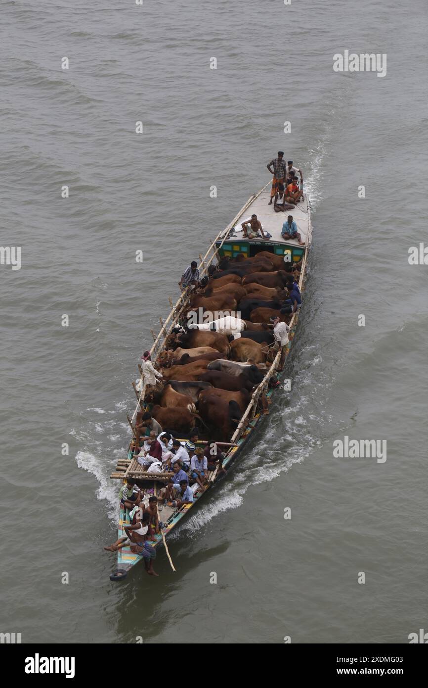 Sacrificial livestock is being transported on a boat to sell at a ...