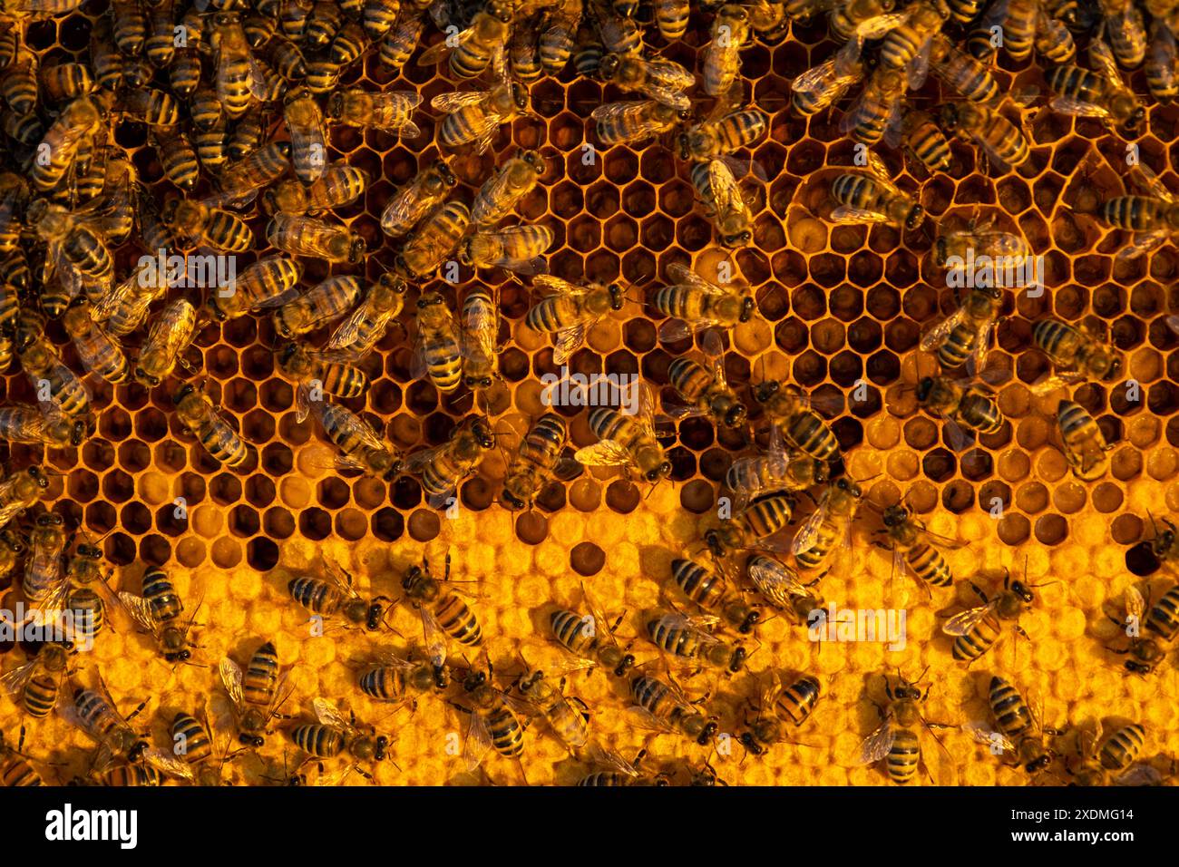 Bees sit on honeycombs with honey in a bee frame in a beehive close-up ...