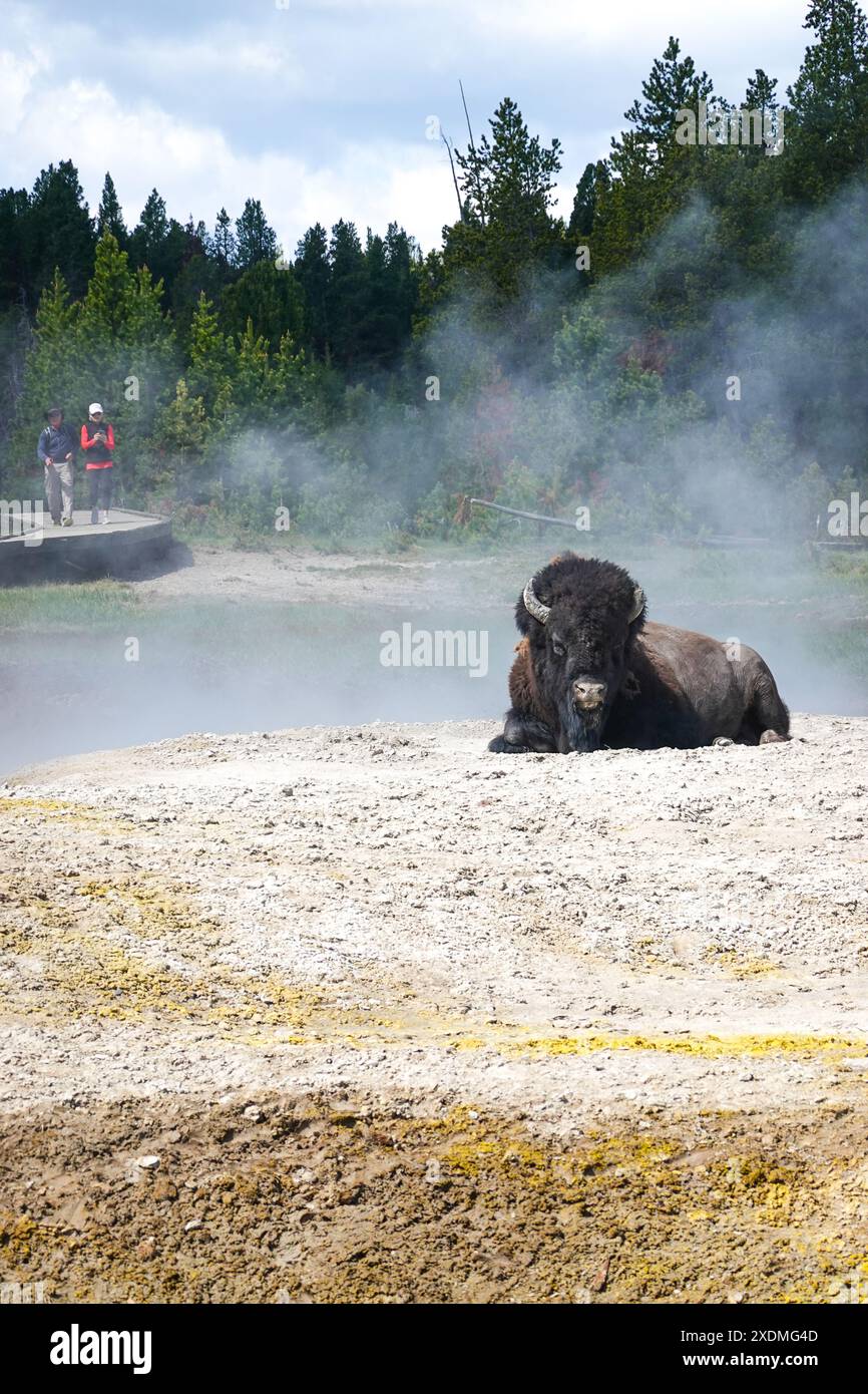 Buffalo Bison lying down and resting in the warmth from the geysers at ...