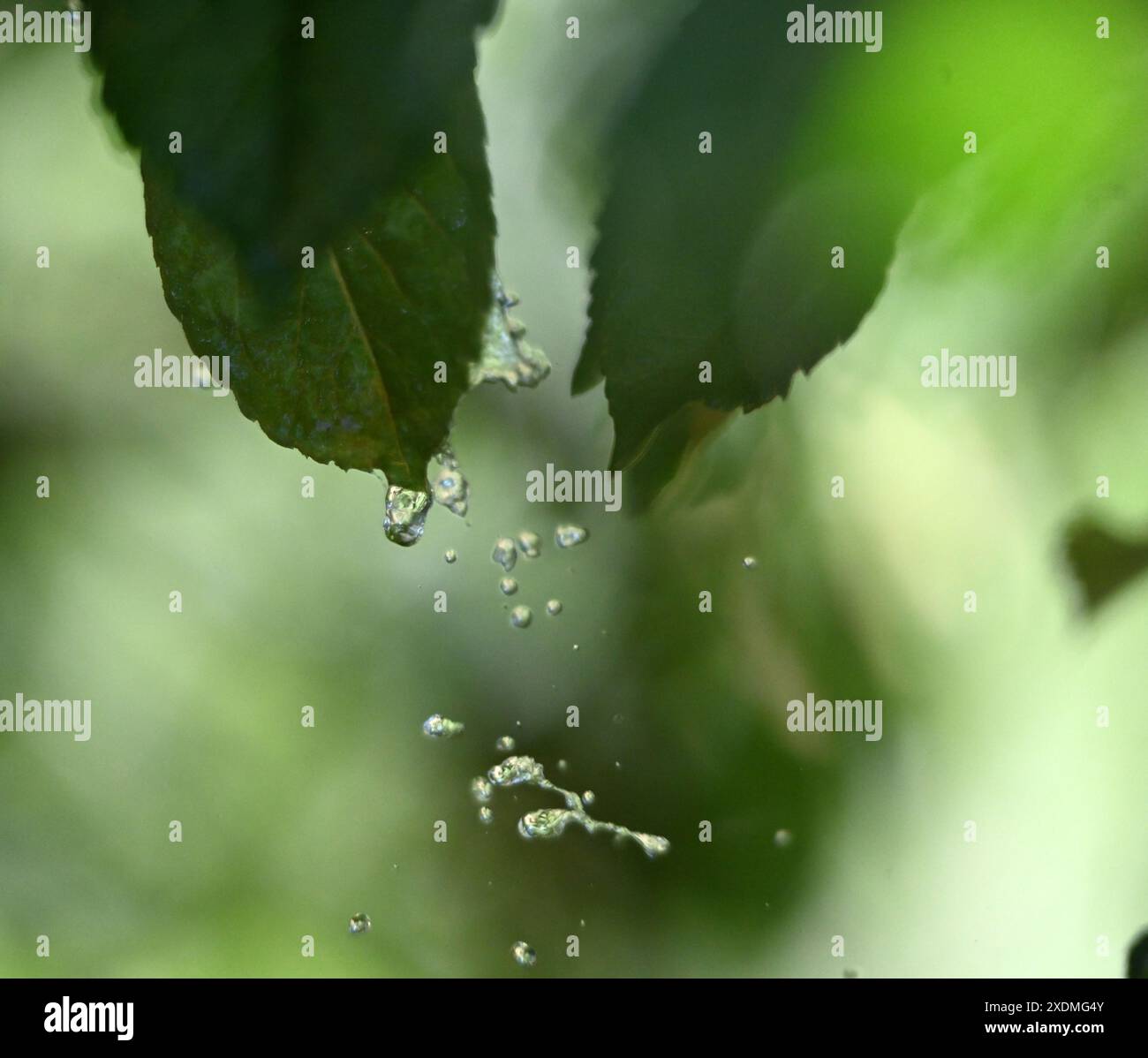 Raindrop falling from leaf hi-res stock photography and images - Alamy