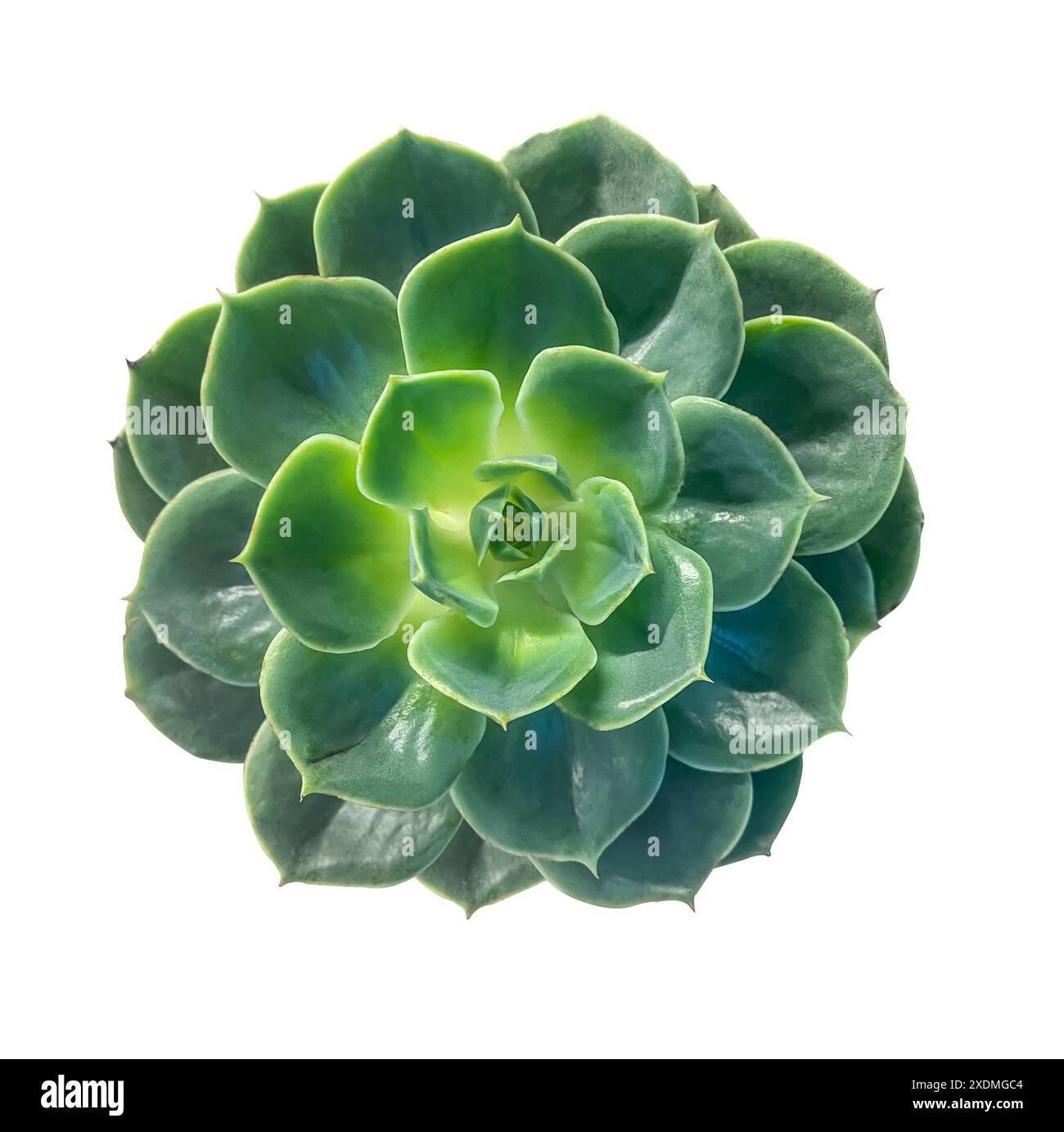 Bright Green Echeveria Succulent Plant top view isolated on white ...