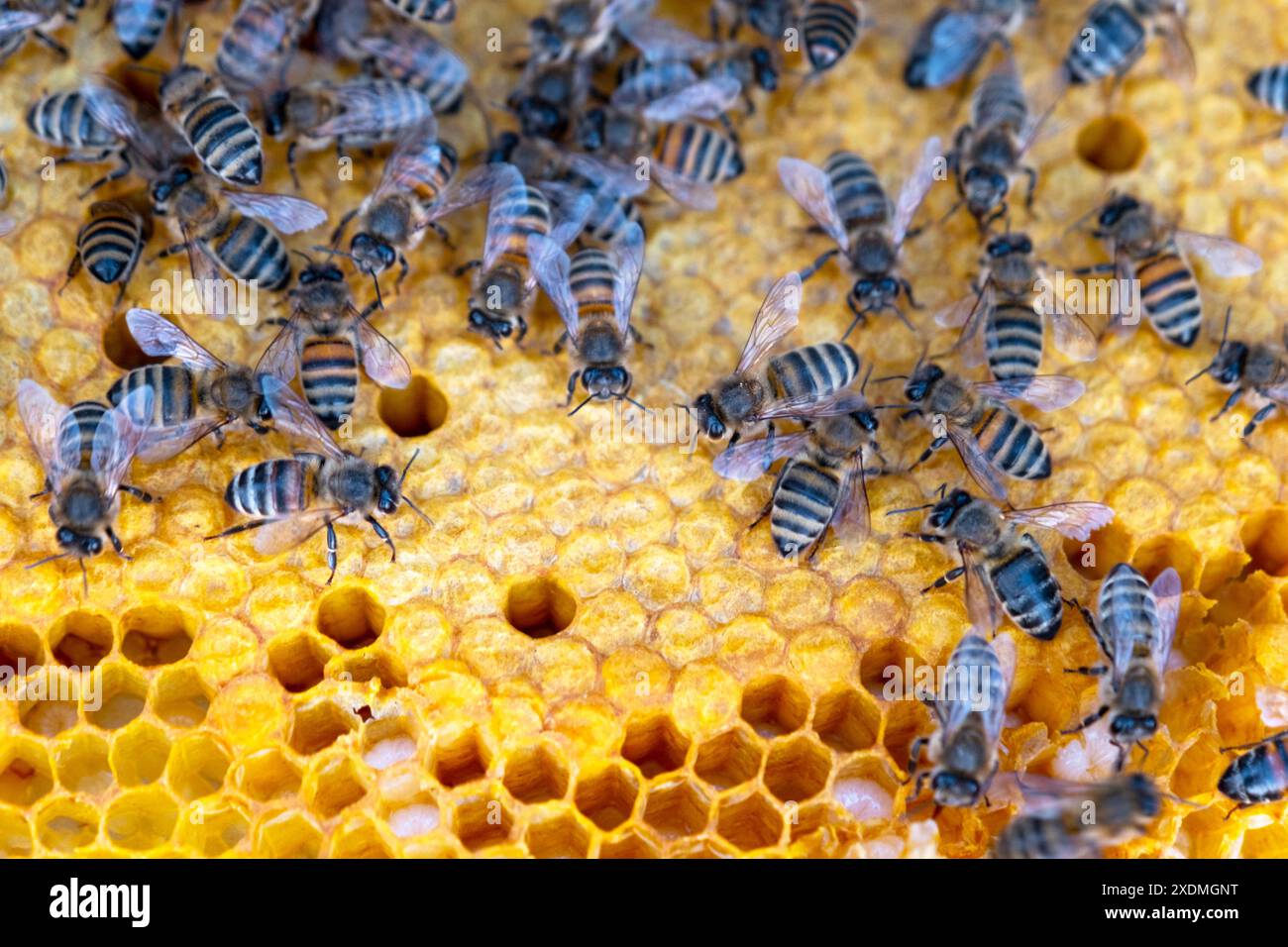 Bees sit on honeycombs with honey in a bee frame in a beehive close-up ...