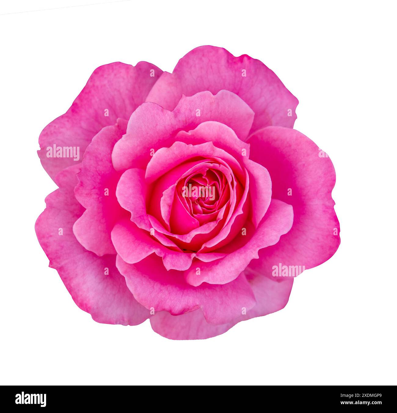 Fresh Beautiful Pink Rose isolated on a white background. Pink rose ...