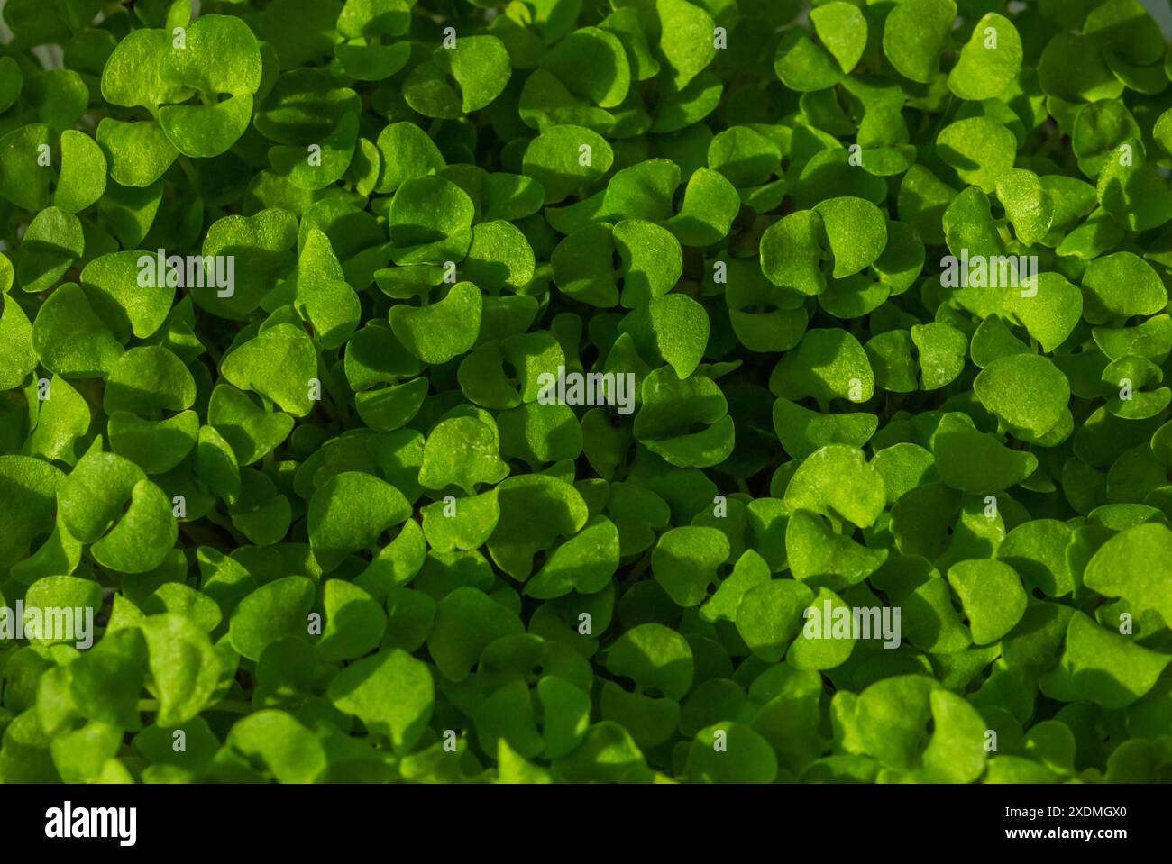 Close-up of Basil Micro herbs top view background. Sprouting ...