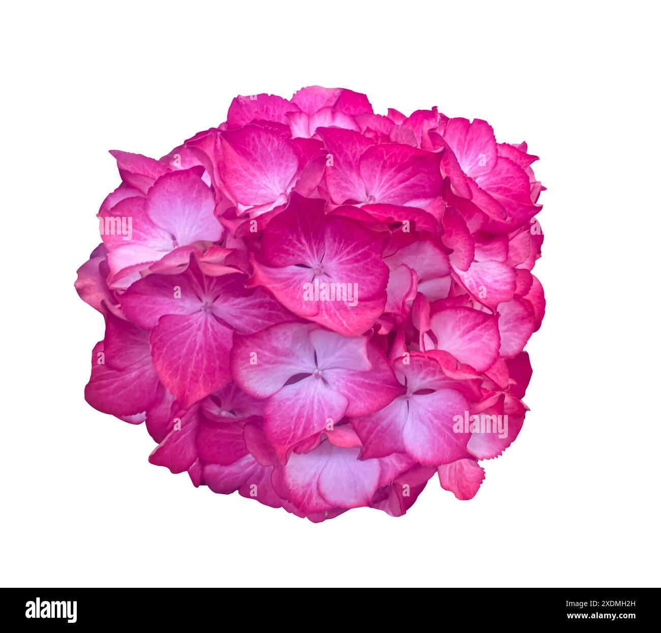 Garden hydrangea macrophylla Cut Out Stock Images & Pictures - Alamy