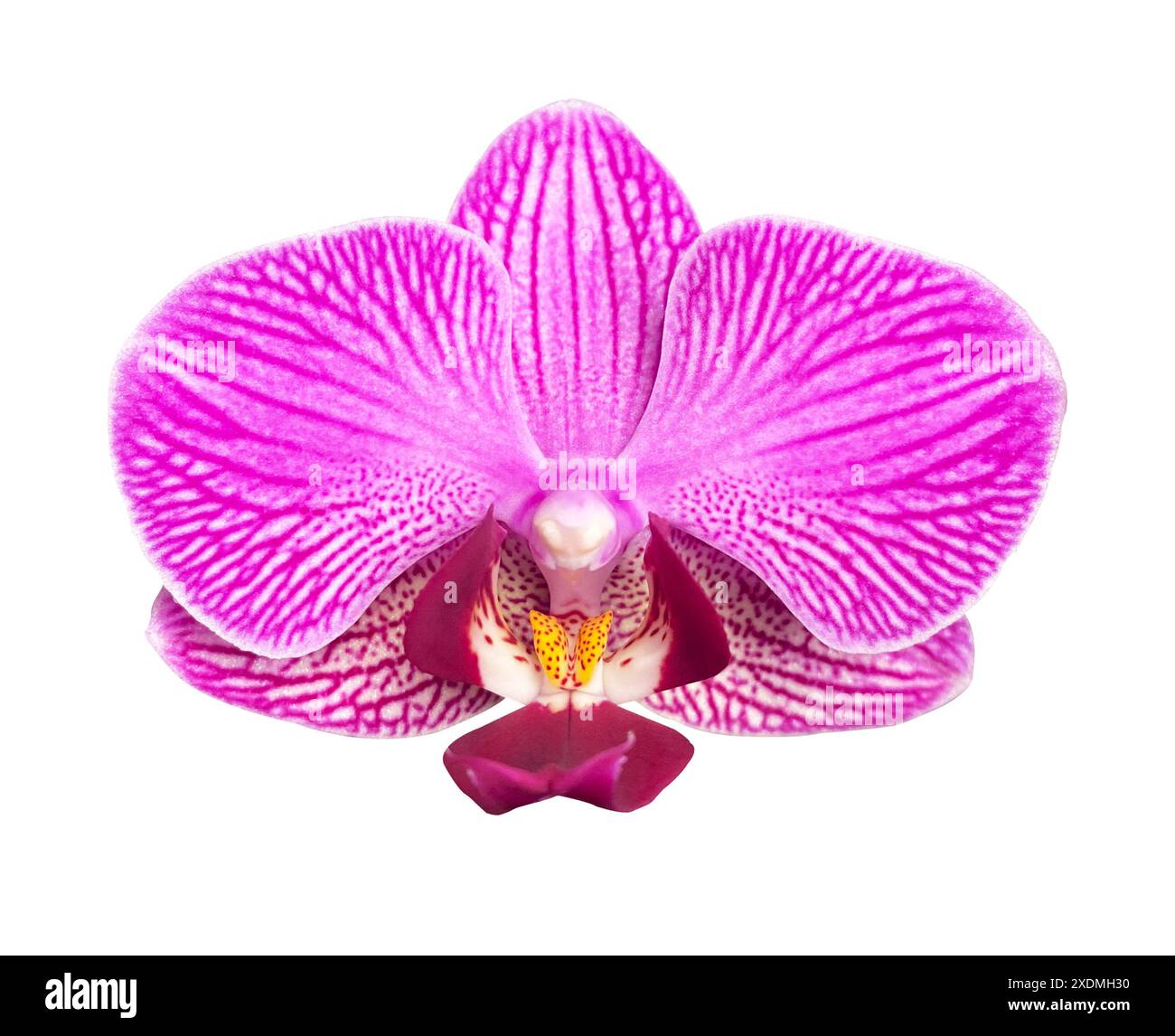 Spa composition orchid flowers Cut Out Stock Images & Pictures - Alamy
