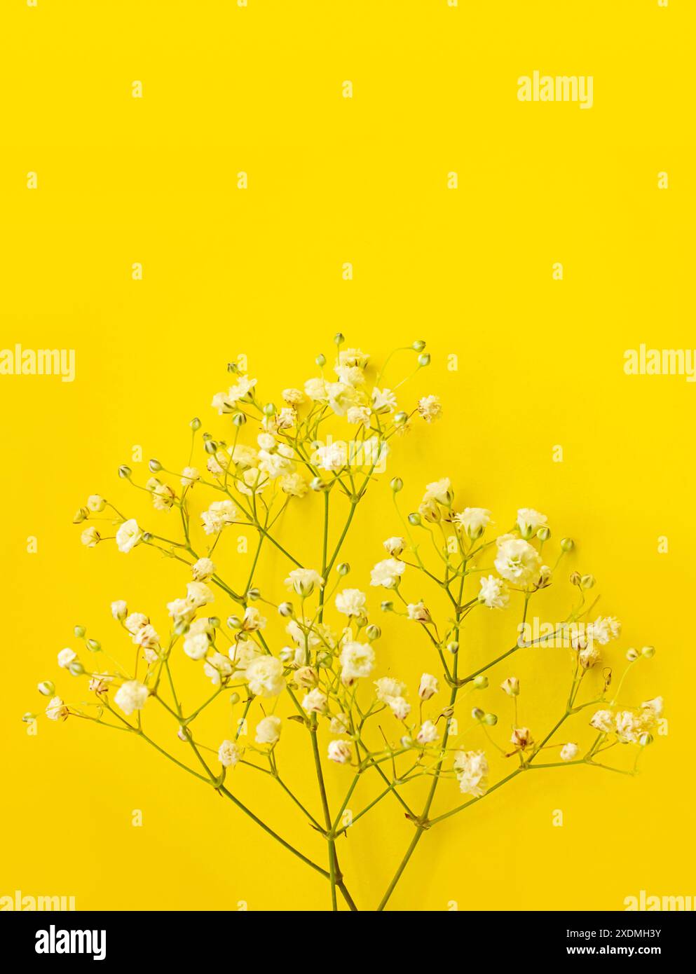 White sprigs of gypsophila on a yellow background with copy space for ...