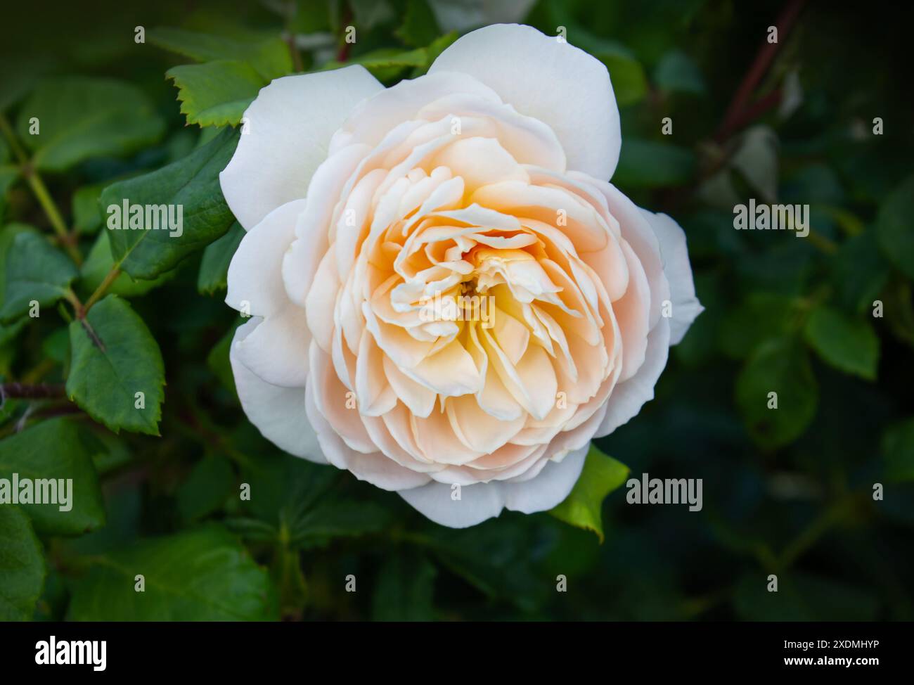 Light pink and peach color English Rose Juliet flower in a garden. Idea ...