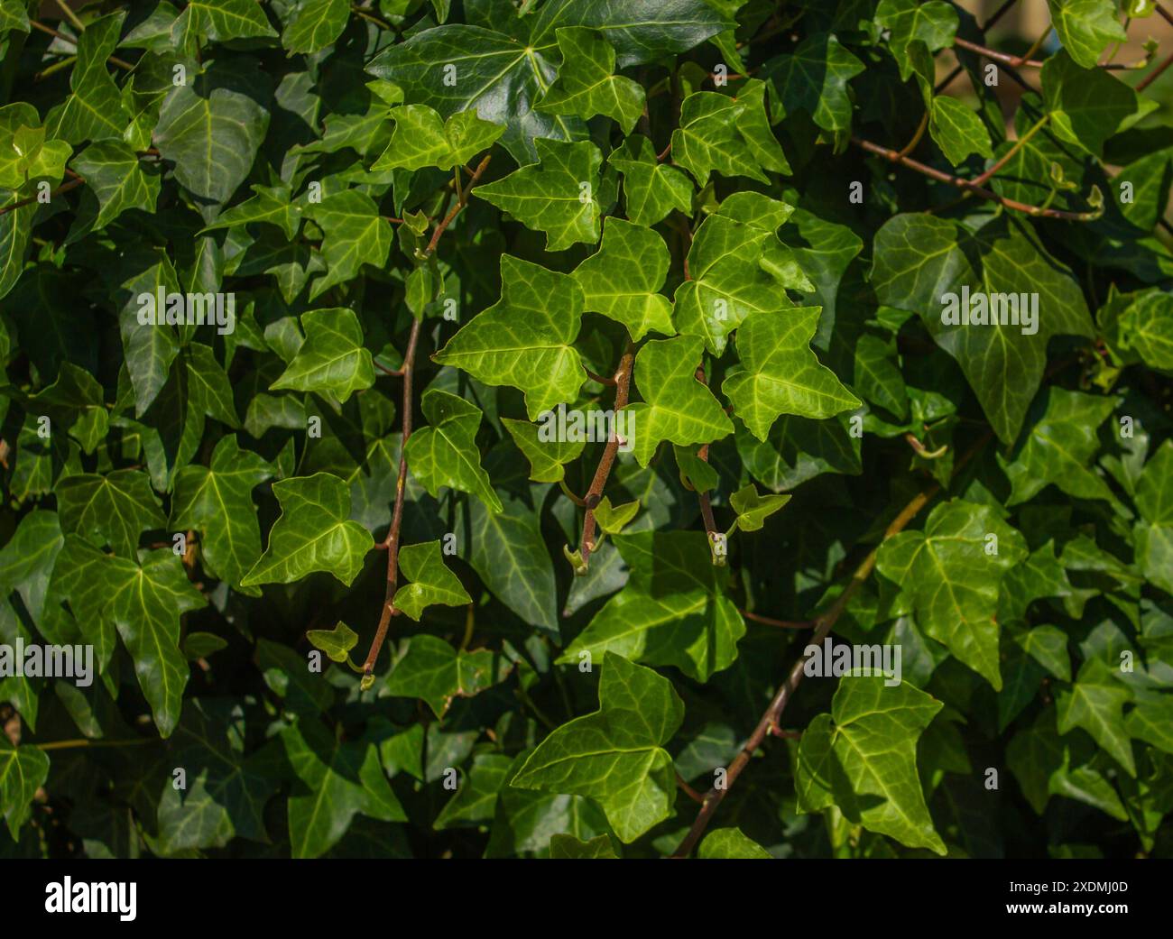 Ivy texture. A wall of fresh green leaves as a botanical background ...