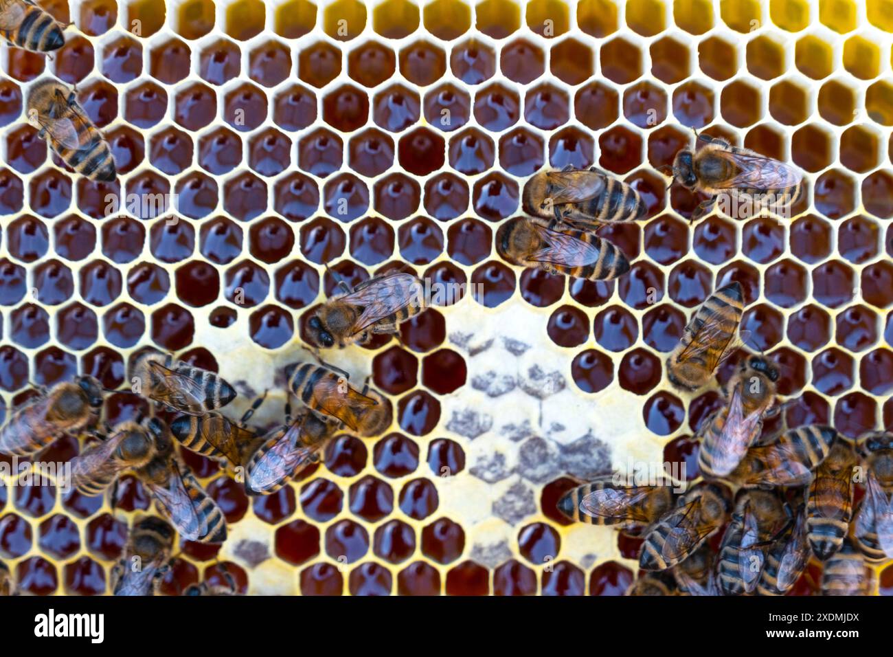 Bees sit on honeycombs with honey in a bee frame in a beehive close-up ...