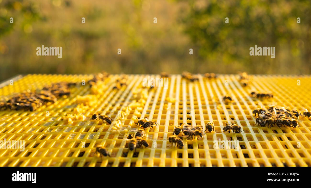 Queen separator hi-res stock photography and images - Alamy