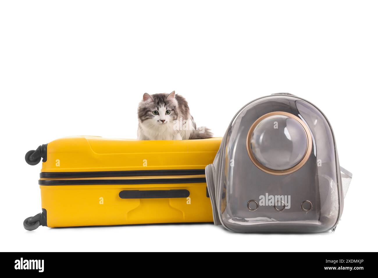 Cute cat with suitcase and backpack carrier on white background Stock ...