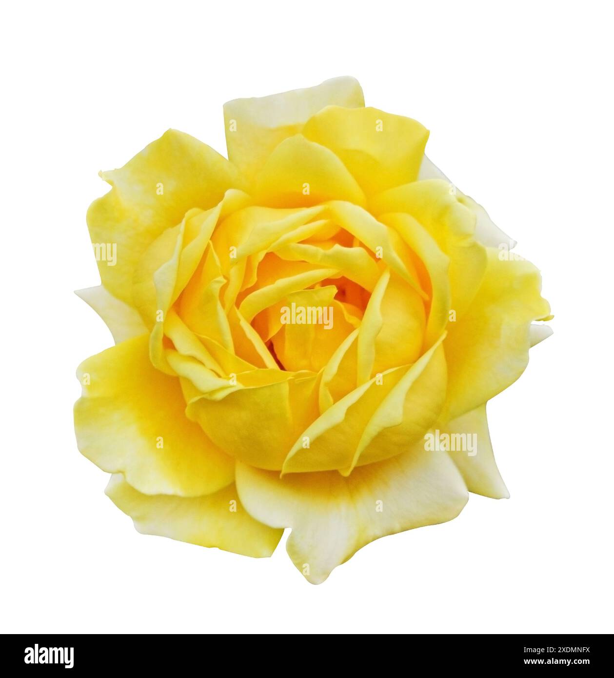 Beautiful bright yellow rose hi-res stock photography and images - Alamy