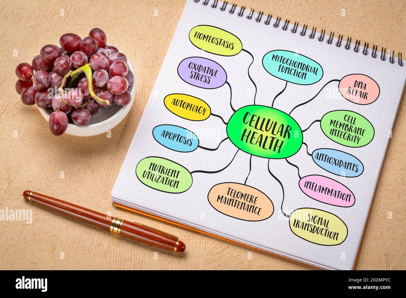 cellular health concept, processes that contribute to the optimal ...