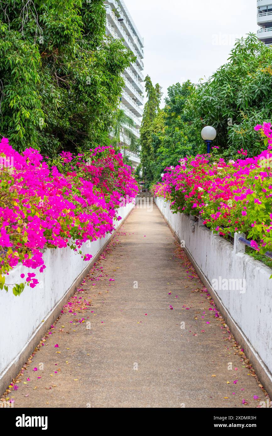 Path with flower borders of red and pink bougainvillea. Tropical ...