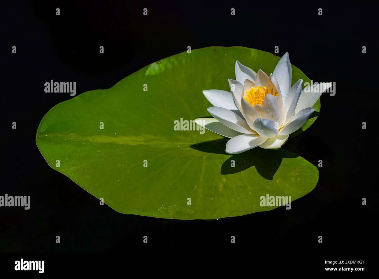 White lotus flower in the pond. Nymphaea Alba. Black background. Lake ...