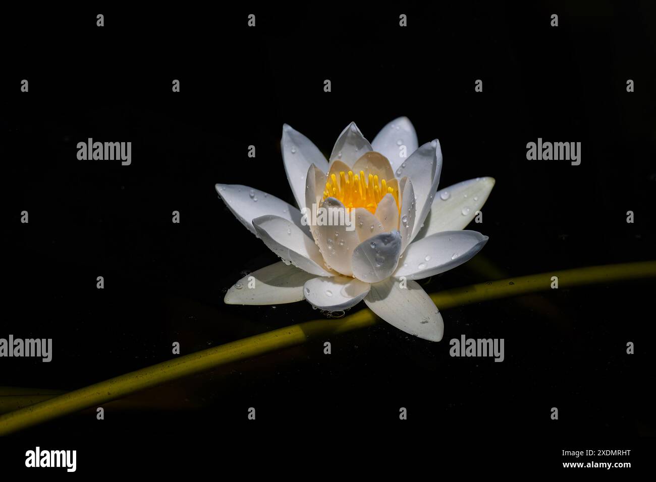 White lotus flower in the pond. Nymphaea Alba. Black background. Lake ...
