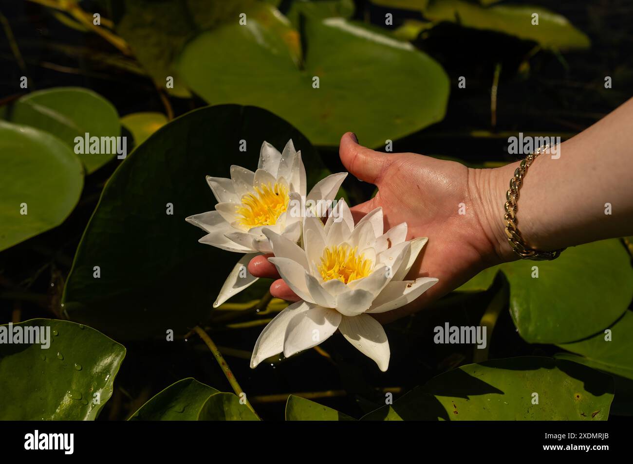 Holding lotus flowers hi-res stock photography and images - Alamy