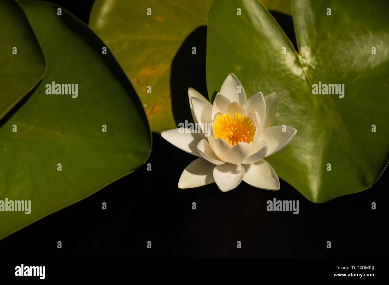 White lotus flower in the pond. Nymphaea Alba. Black background. Lake ...