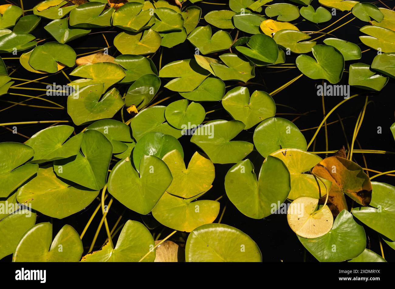 Isikli turkey hi-res stock photography and images - Alamy