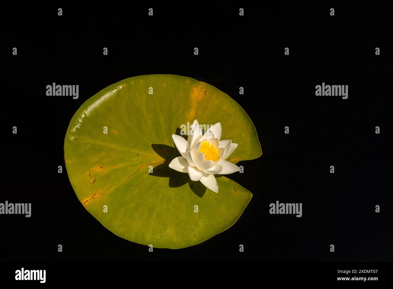 White lotus flower in the pond. Nymphaea Alba. Black background. Lake ...