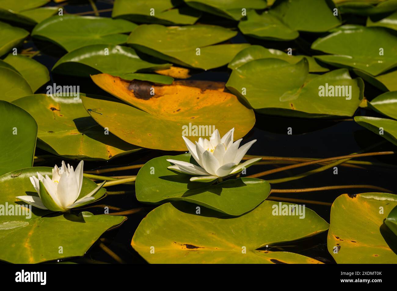 White lotus flower in the pond. Nymphaea Alba. Lake Işıklı, Çivril ...