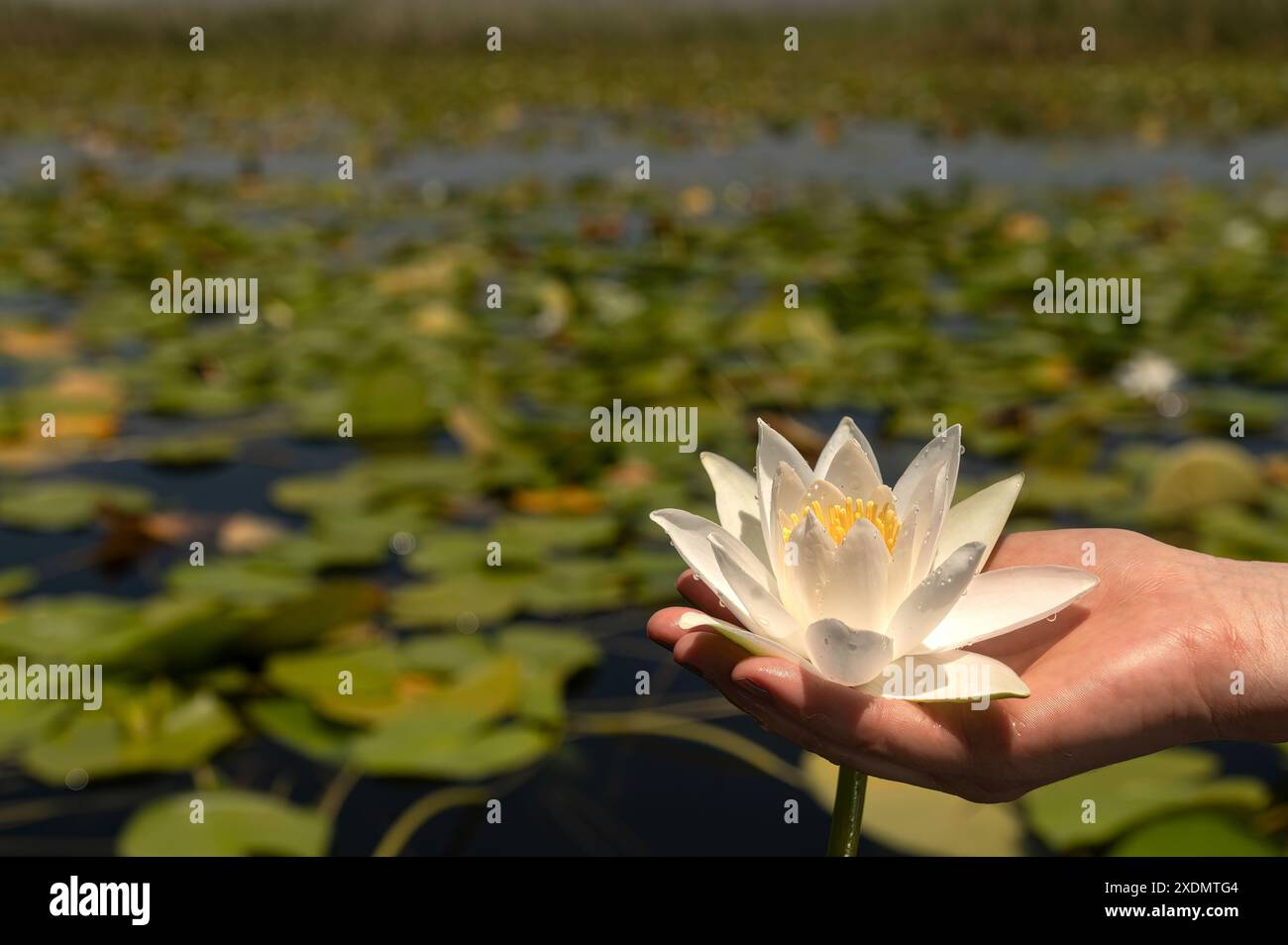 Hands holding lotus flower hi-res stock photography and images - Alamy
