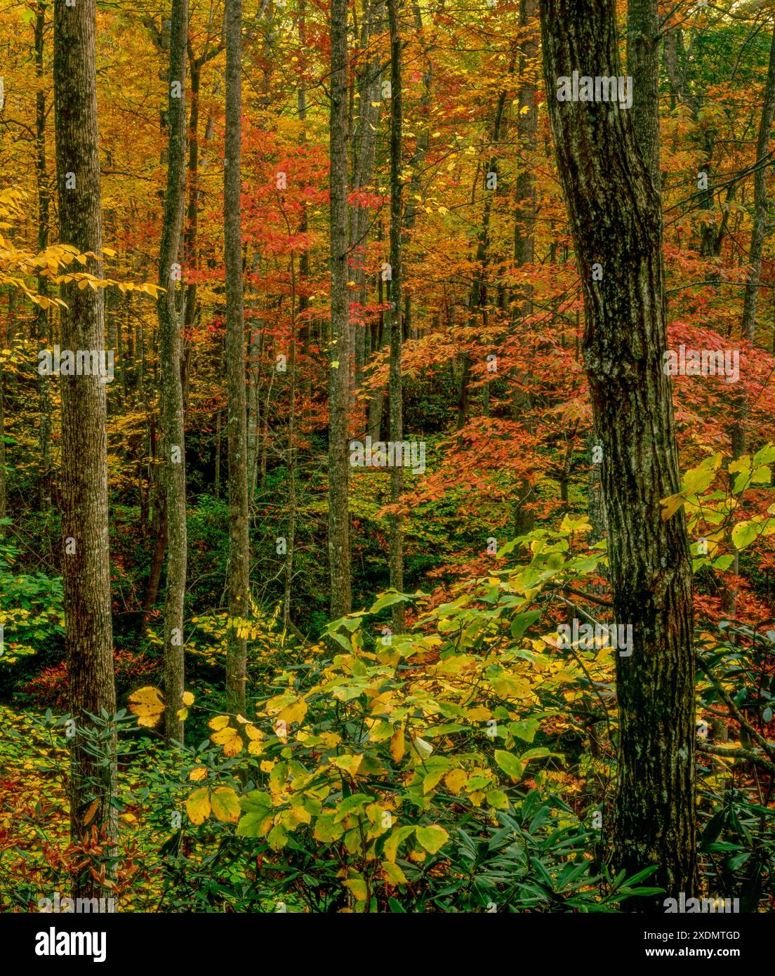 Autumn, Cradle of Forestry, Pisgah National Forest, North Carolina ...