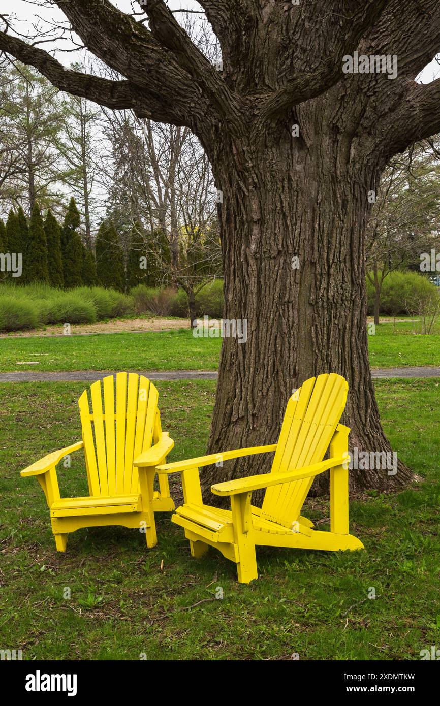 Yellow painted wooden Adirondack chairs on green grass lawn under a ...