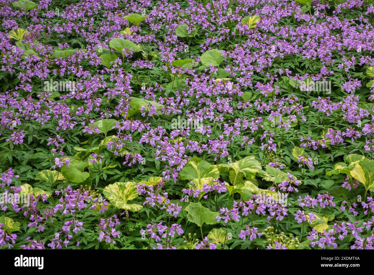 Five leaves cuckoo flower hi-res stock photography and images - Alamy
