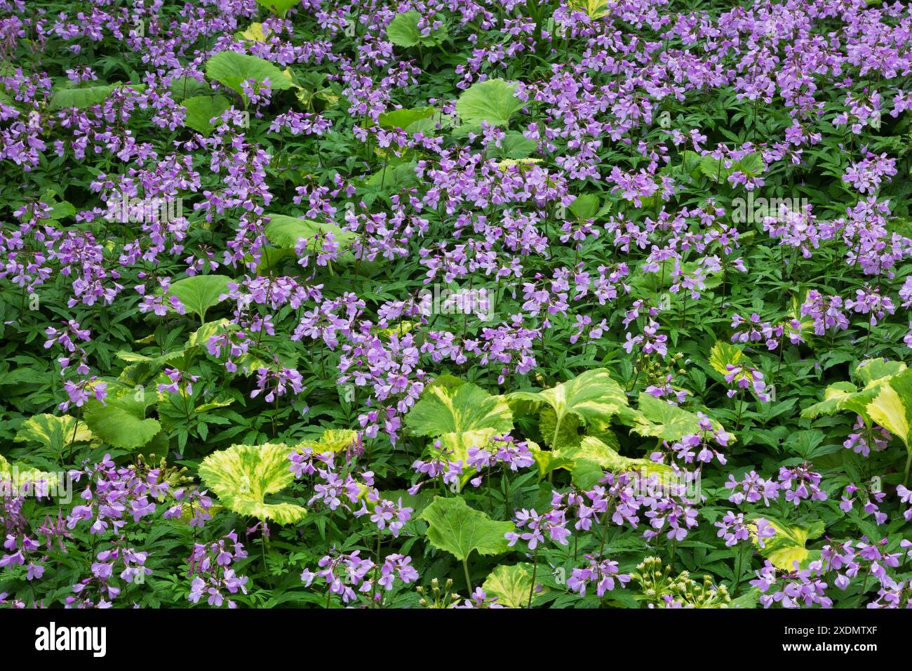 Five leaves cuckoo flower hi-res stock photography and images - Alamy