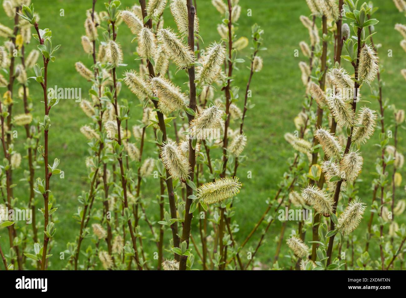 Salix x balfourii - Scottish Willow tree with emerged catkins in spring ...