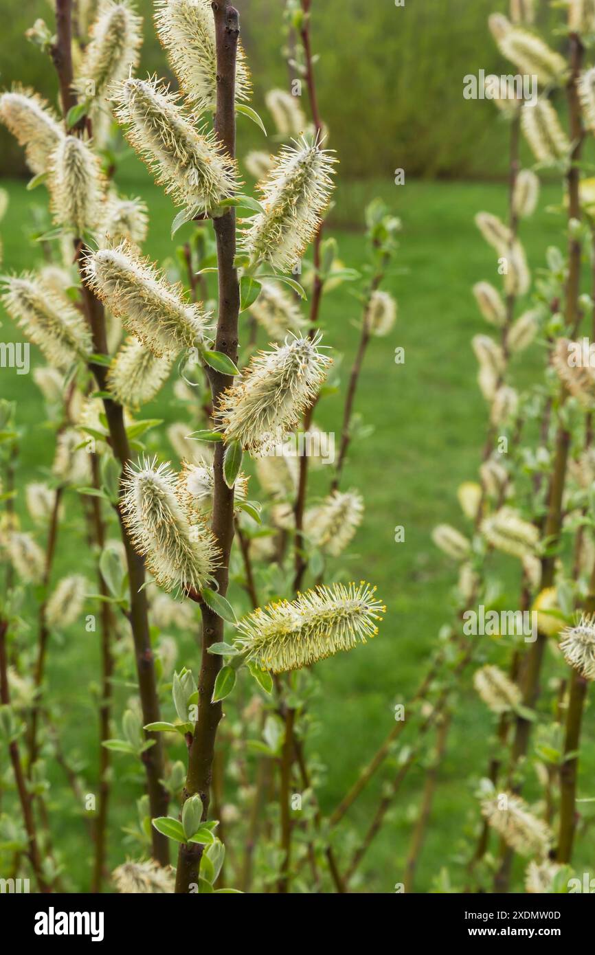 Salix x balfourii - Scottish Willow tree with emerged catkins in spring ...