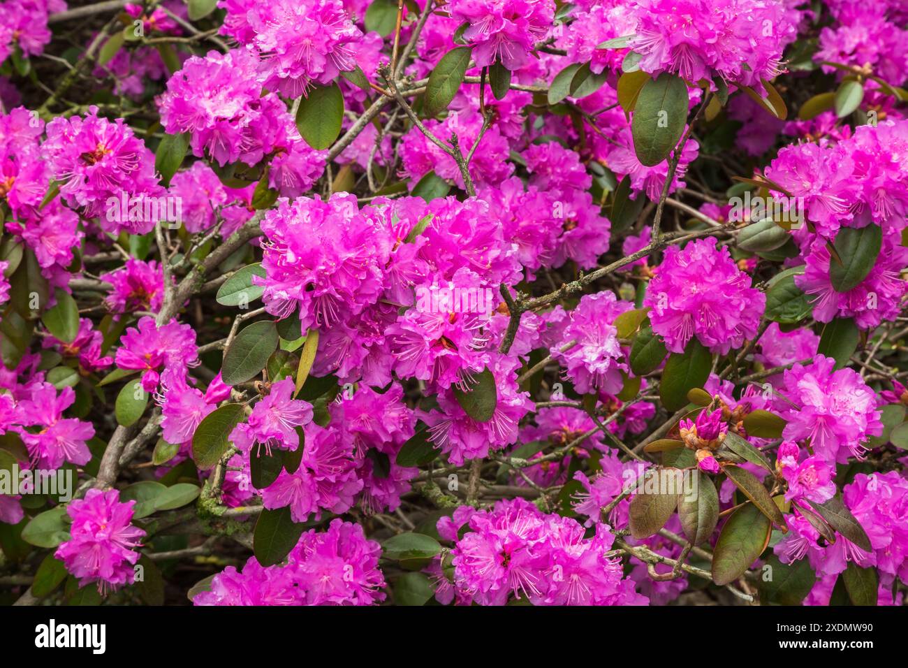Rhododendron 'Olga Mezzitt' shrub with peach pink flower blossoms in ...