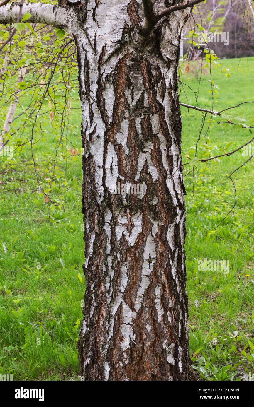 Betula pendula - European White Birch tree trunk in spring Stock Photo ...