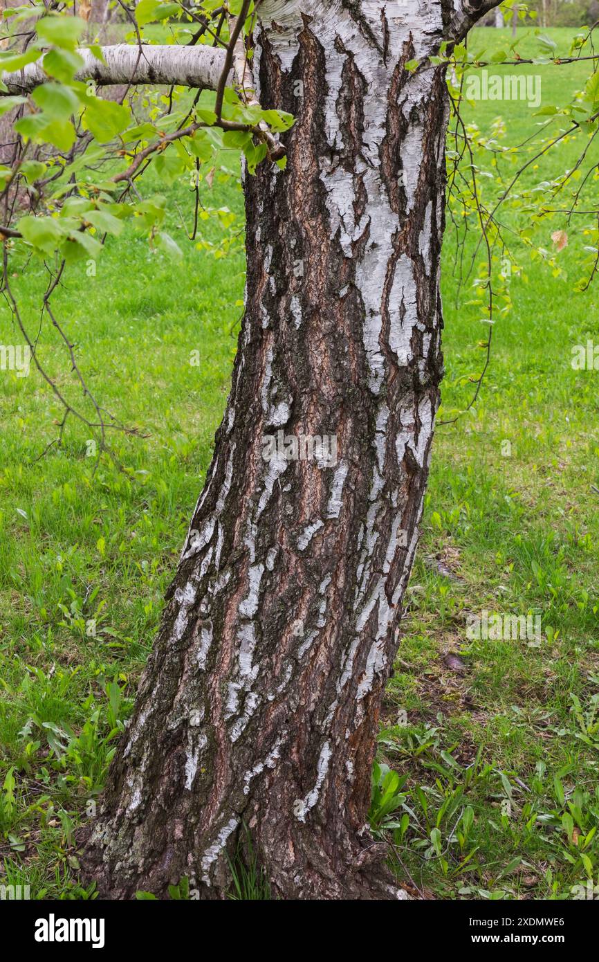 Betula pendula - European White Birch tree trunk in spring Stock Photo ...
