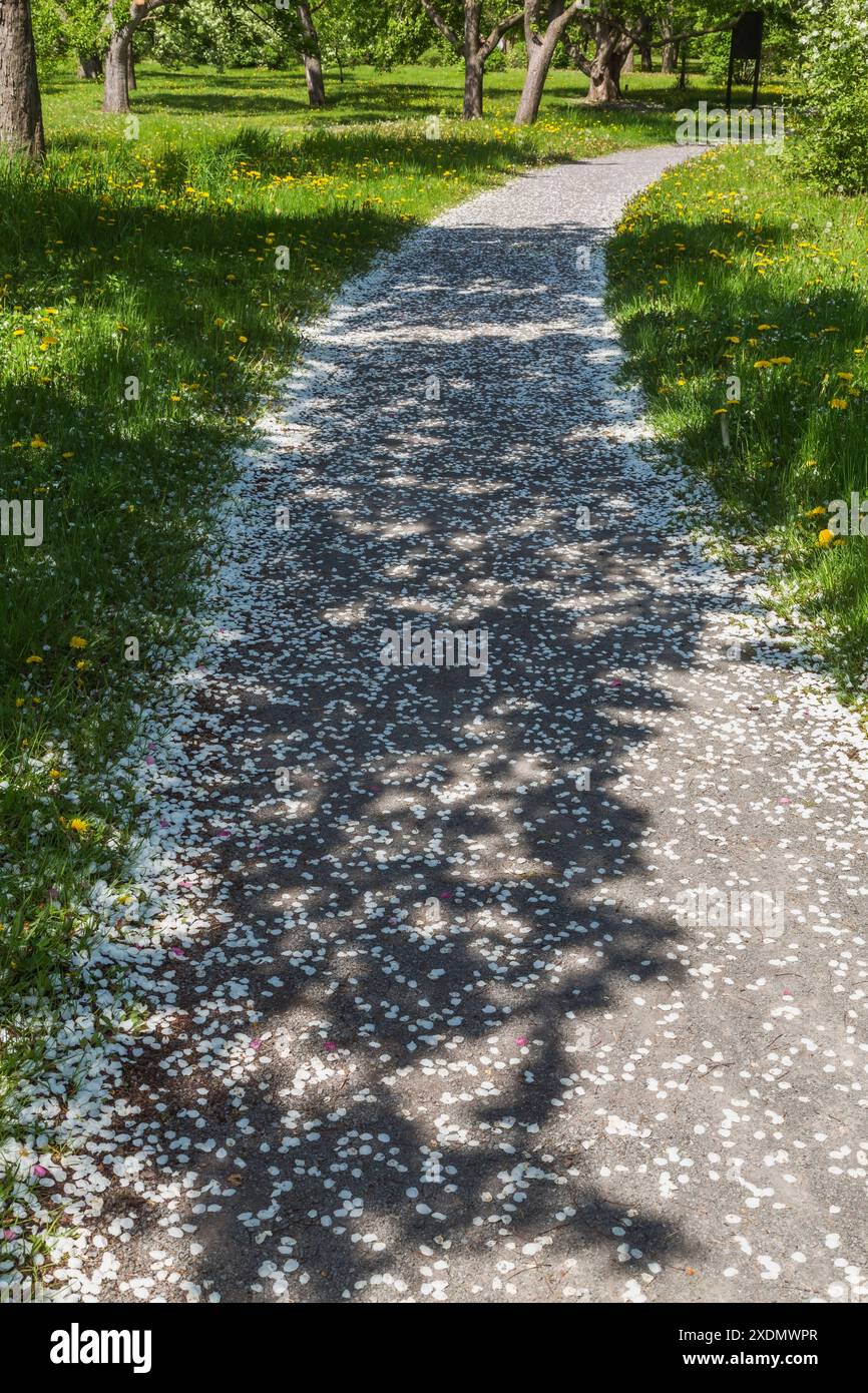 Gravel path covered with white fallen Malus - Apple tree flower blossom ...