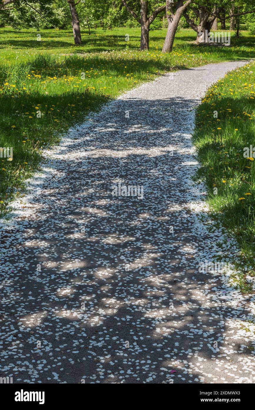 Gravel path covered with white fallen Malus - Apple tree flower blossom ...