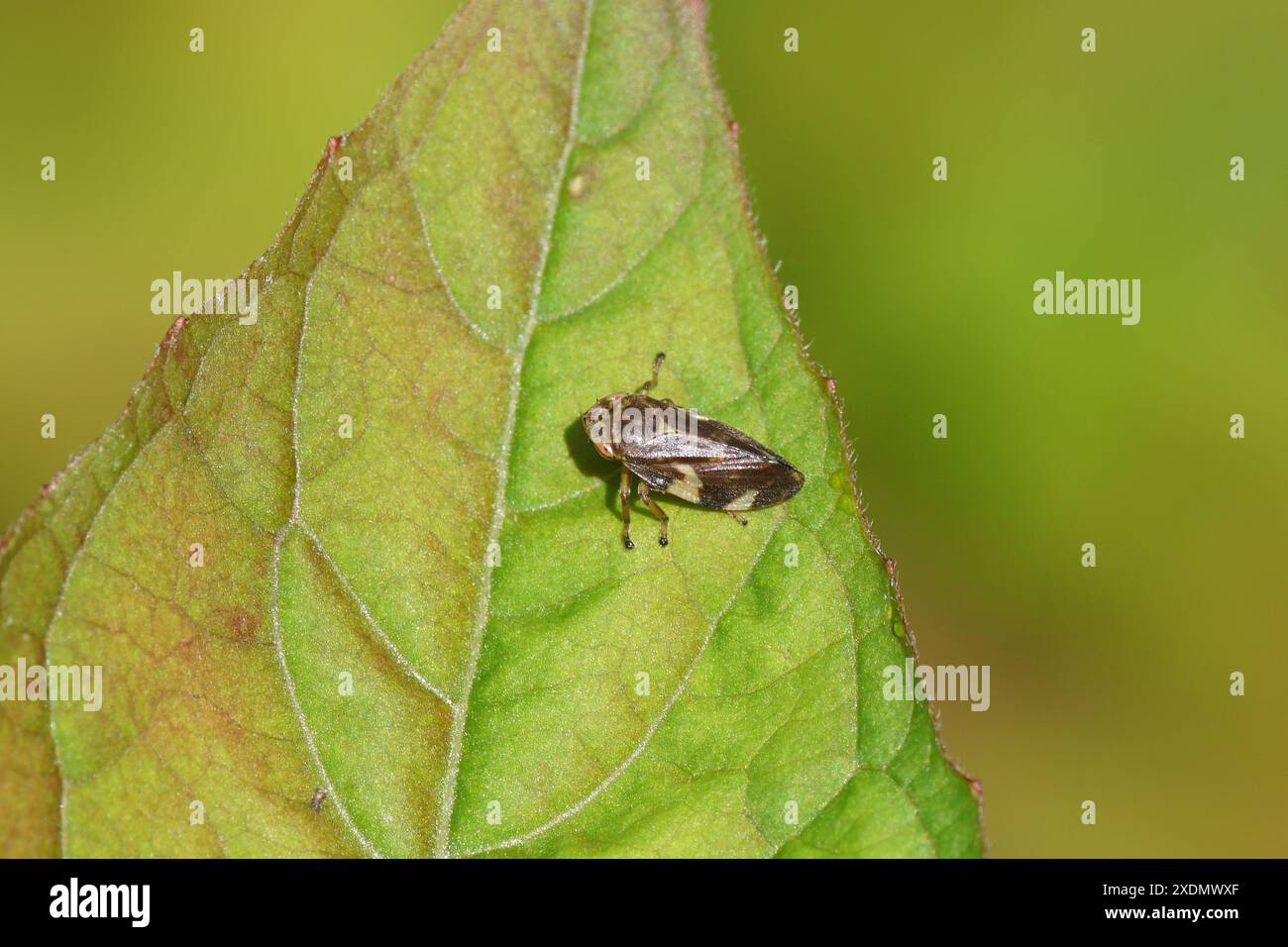Common Froghopper (Philaenus spumarius). Family Aphrophoridae. On a ...