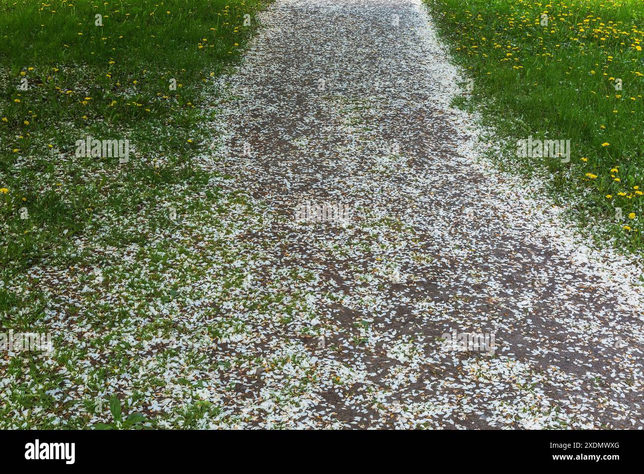 Gravel path covered with white fallen Malus - Apple tree flower blossom ...