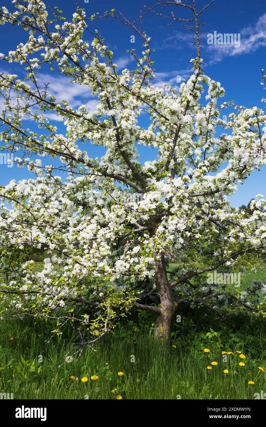 Malus - Apple tree with white flower blossoms in spring, Montreal ...