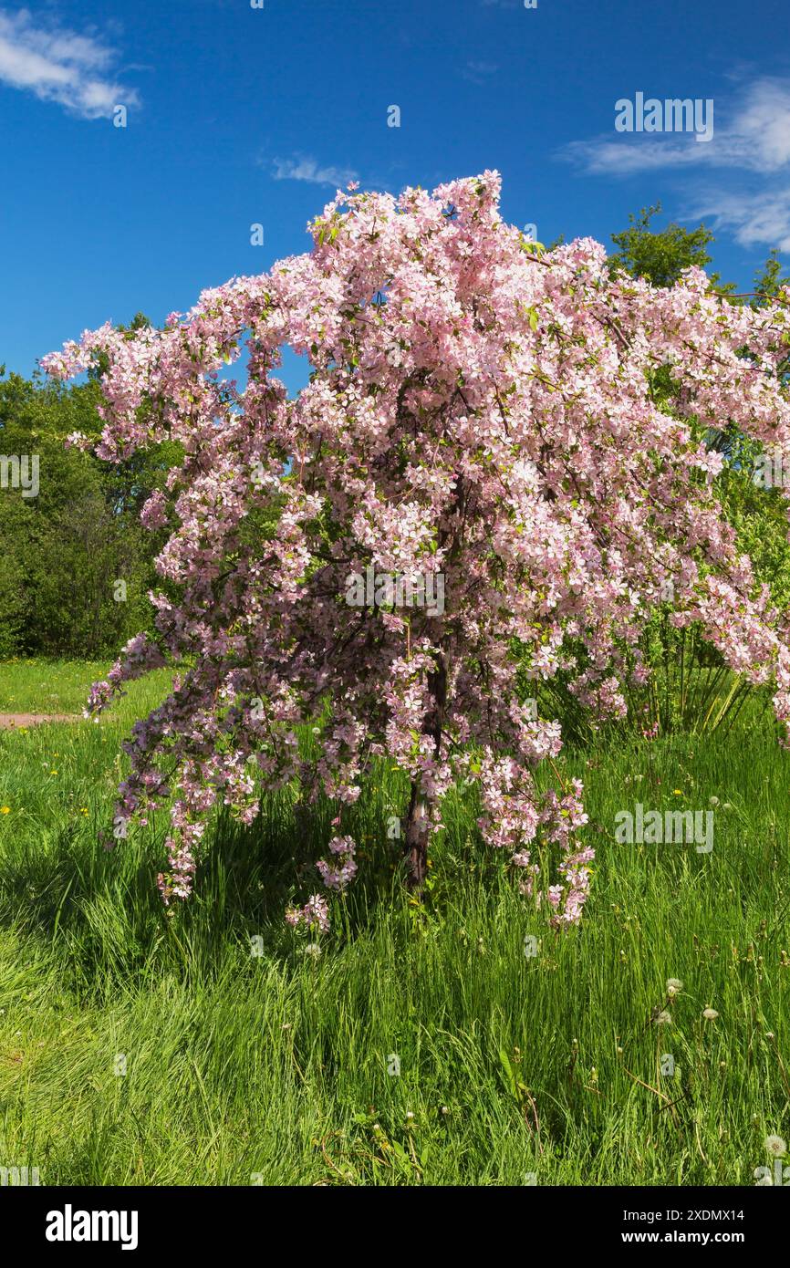 Malus 'Louisa' - Crabapple tree with pink and white flower blossoms in ...