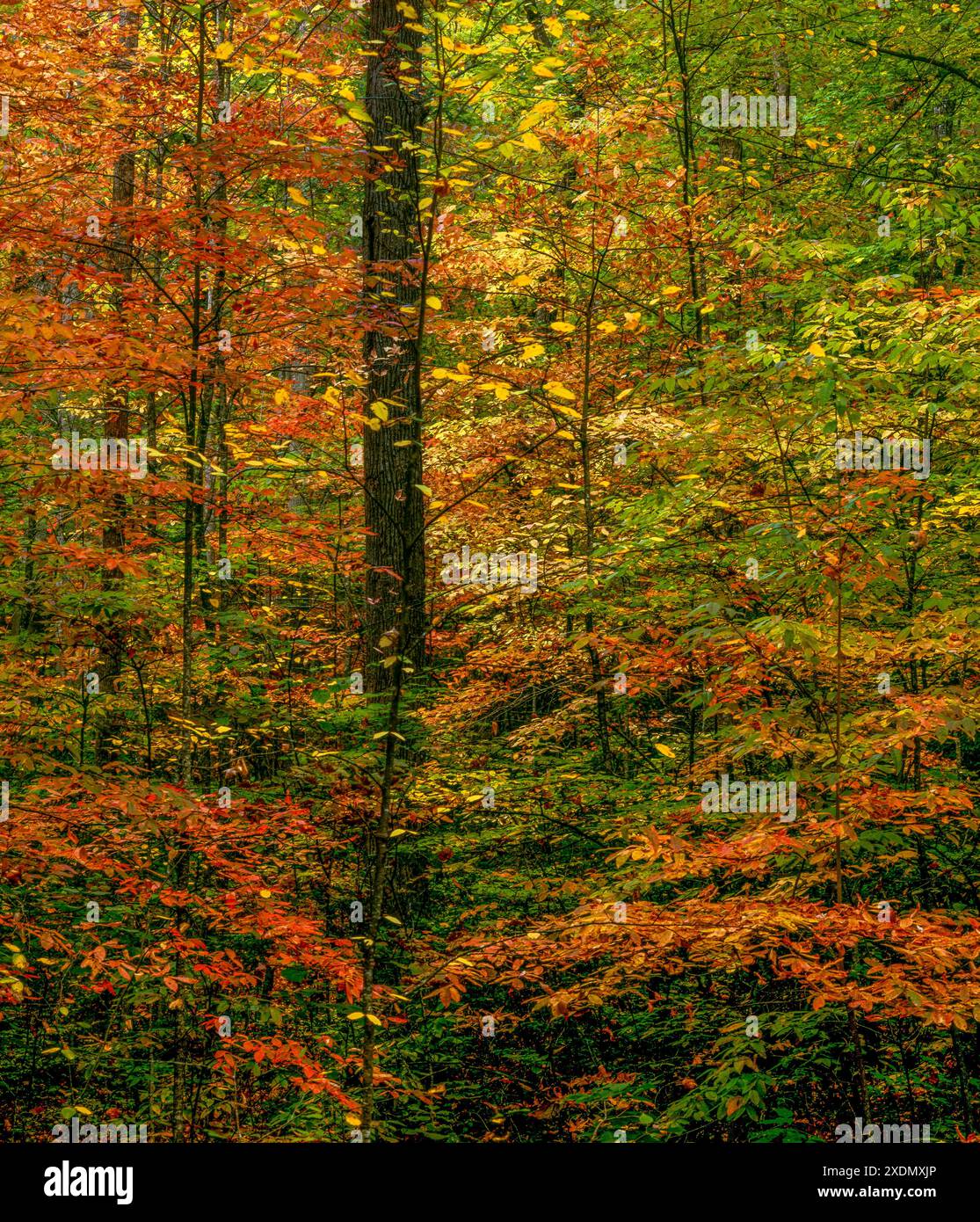 Eastern hardwood forest hi-res stock photography and images - Alamy