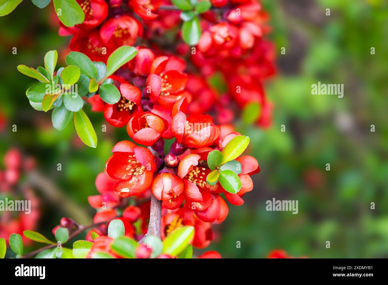 Blossom of bright Japanese Quince in spring. Red flowers of Maule's ...