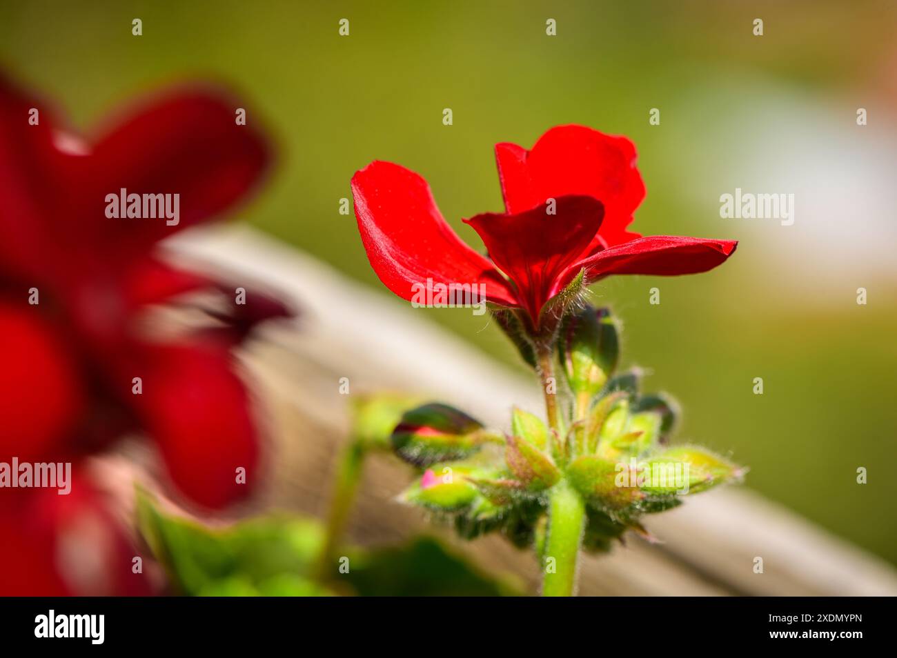 Red geranium close up in the garden with green background 1 Stock Photo ...