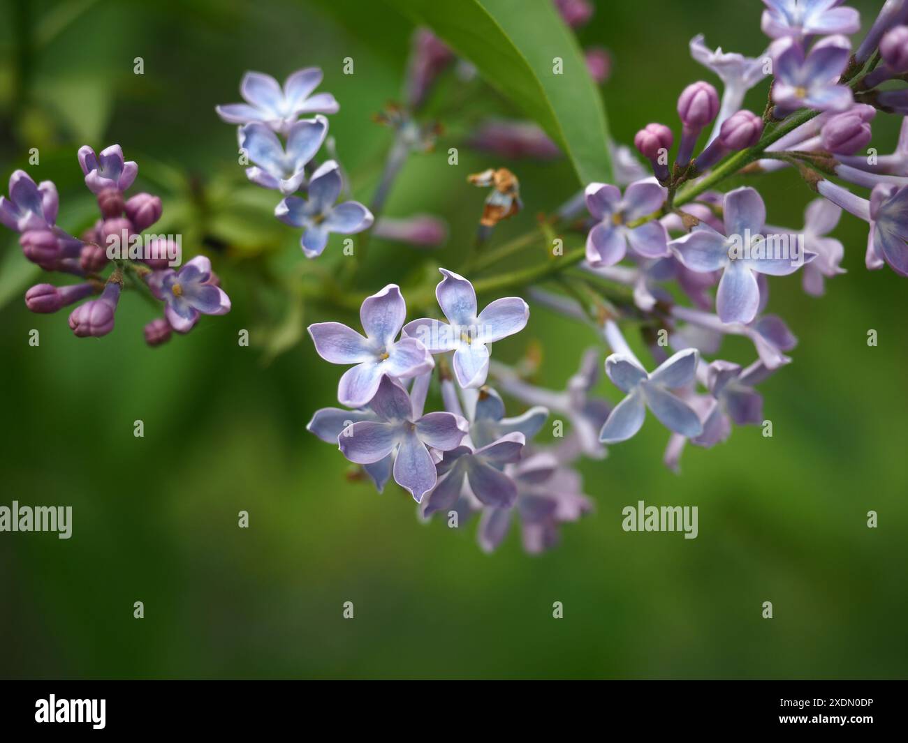 close up lilac flowers Stock Photo - Alamy