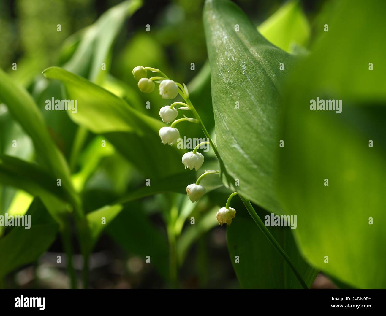 Beautiful flowers in spring forest hi-res stock photography and images ...