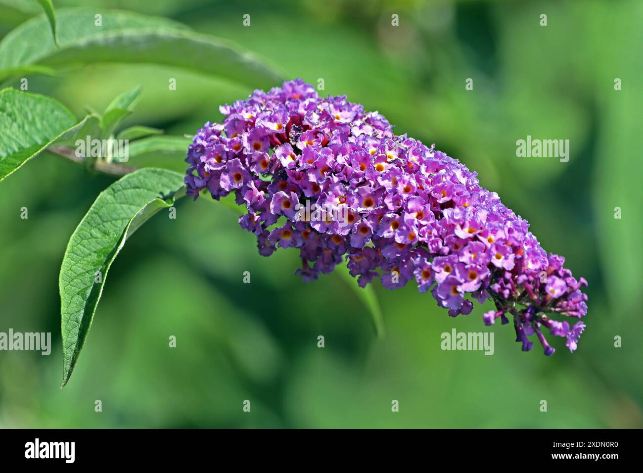 Invasive Neophyten in Deutschland Der Sommerflieder, der als invasiver ...