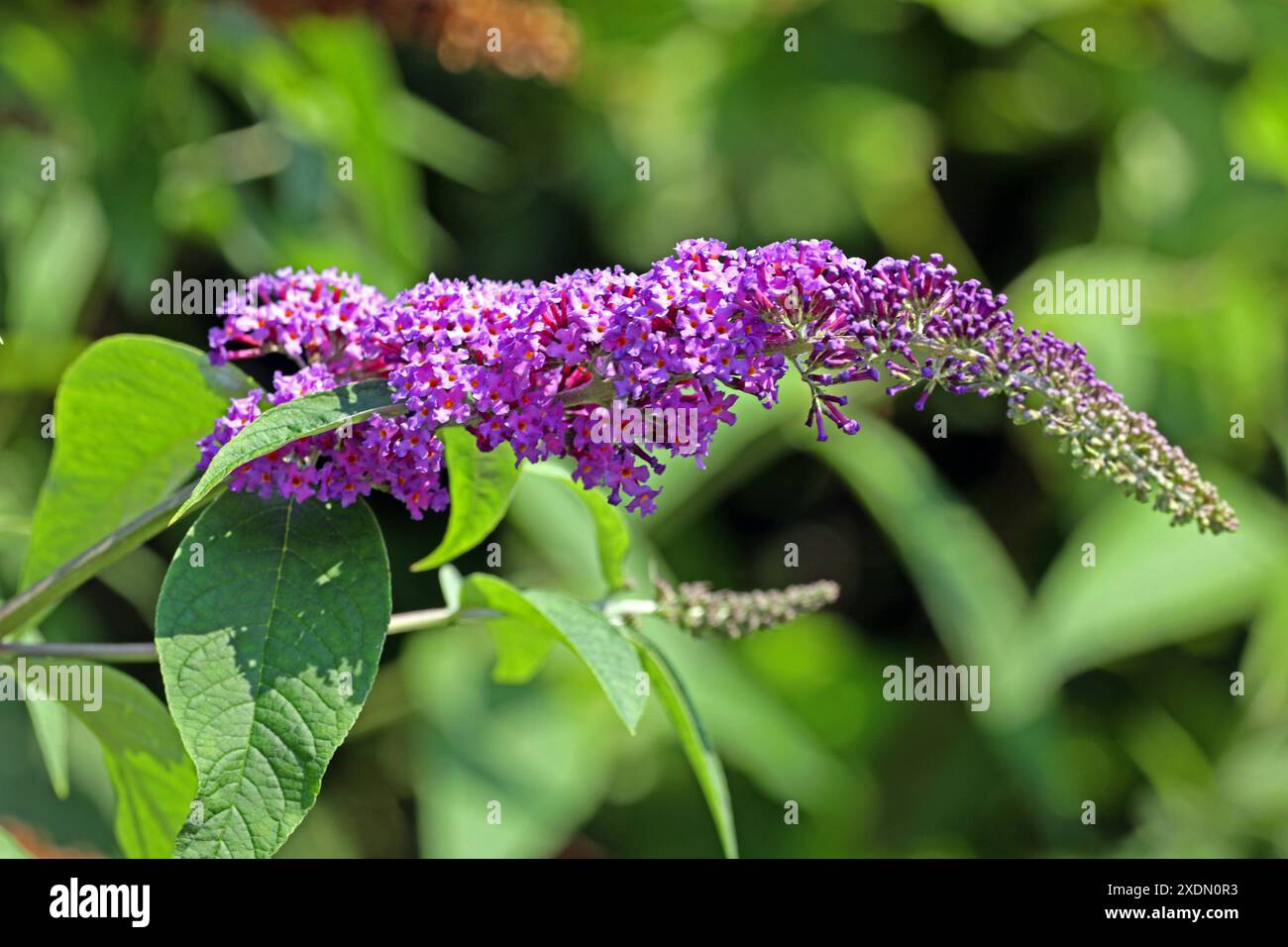 Invasive Neophyten in Deutschland Der Sommerflieder, der als invasiver ...