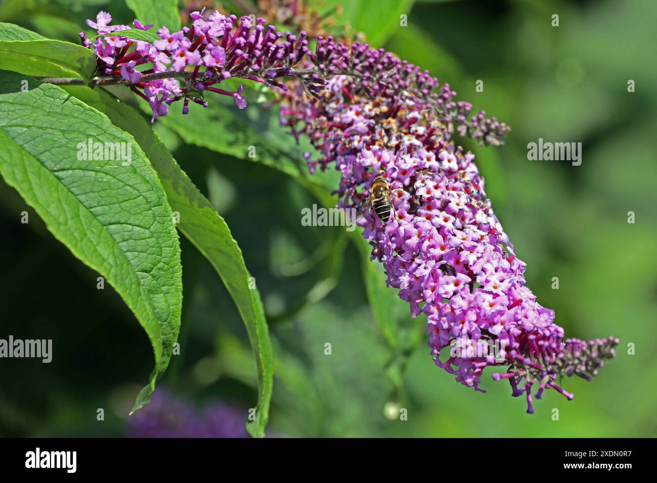 Invasive Neophyten in Deutschland Der Sommerflieder, der als invasiver ...